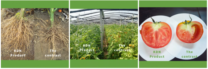 100 Billion Agricultural Probiotics Bacillus Subtilis Fungicide Microbial