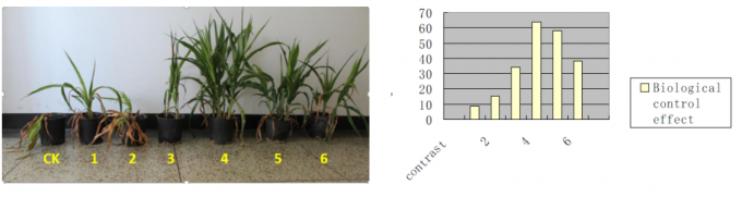 Bacillus Subtilis Microbial Fertilizer for Soil Remediation
