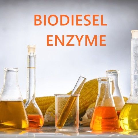 Lipase Super Y Enzyme Catalysts Revolutionize Biodiesel Production
